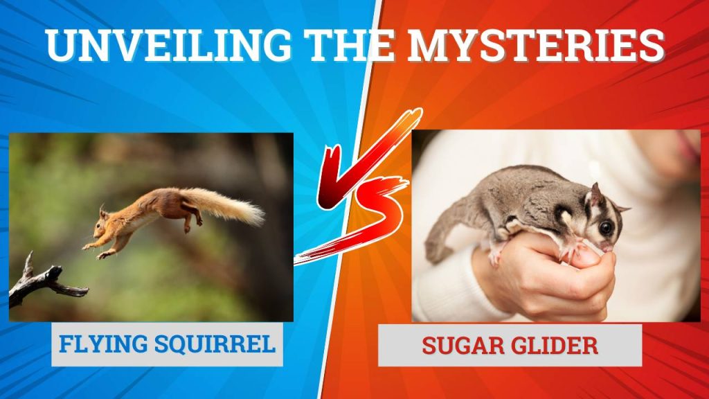 Flying Squirrel Vs. Sugar Glider: Unveiling The Mysteries Of These ...