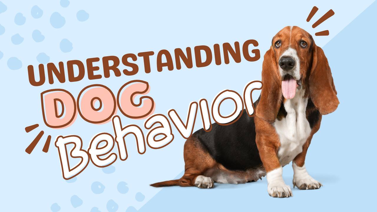 Why Does My Dog Lick My Cat? - Unraveling The Mystery - Viral Rang