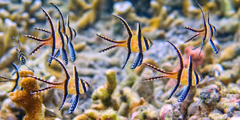 Top 10 Nano Reef Fish For Beginners - Viral Rang