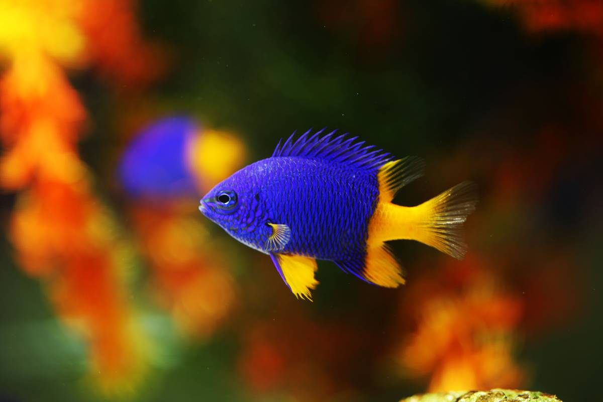 Top 10 Nano Reef Fish For Beginners - Viral Rang