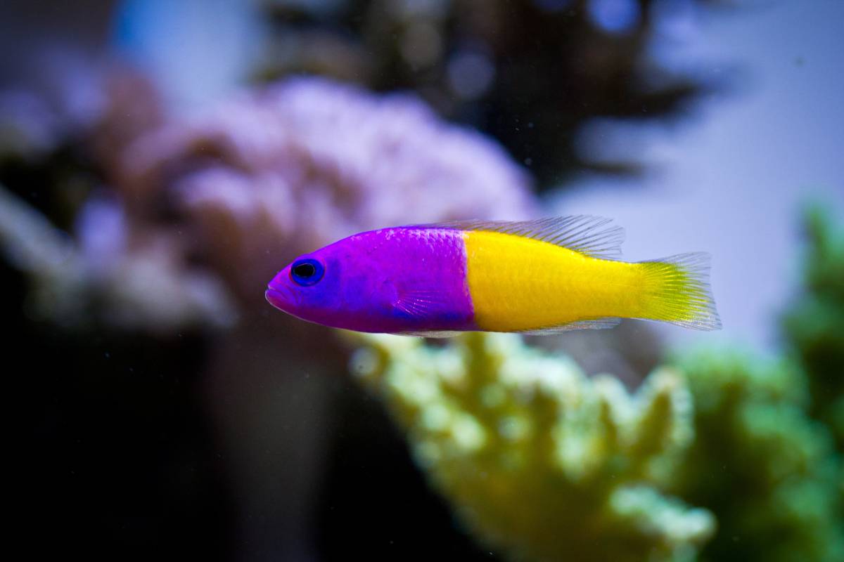 Top 10 Nano Reef Fish For Beginners - Viral Rang