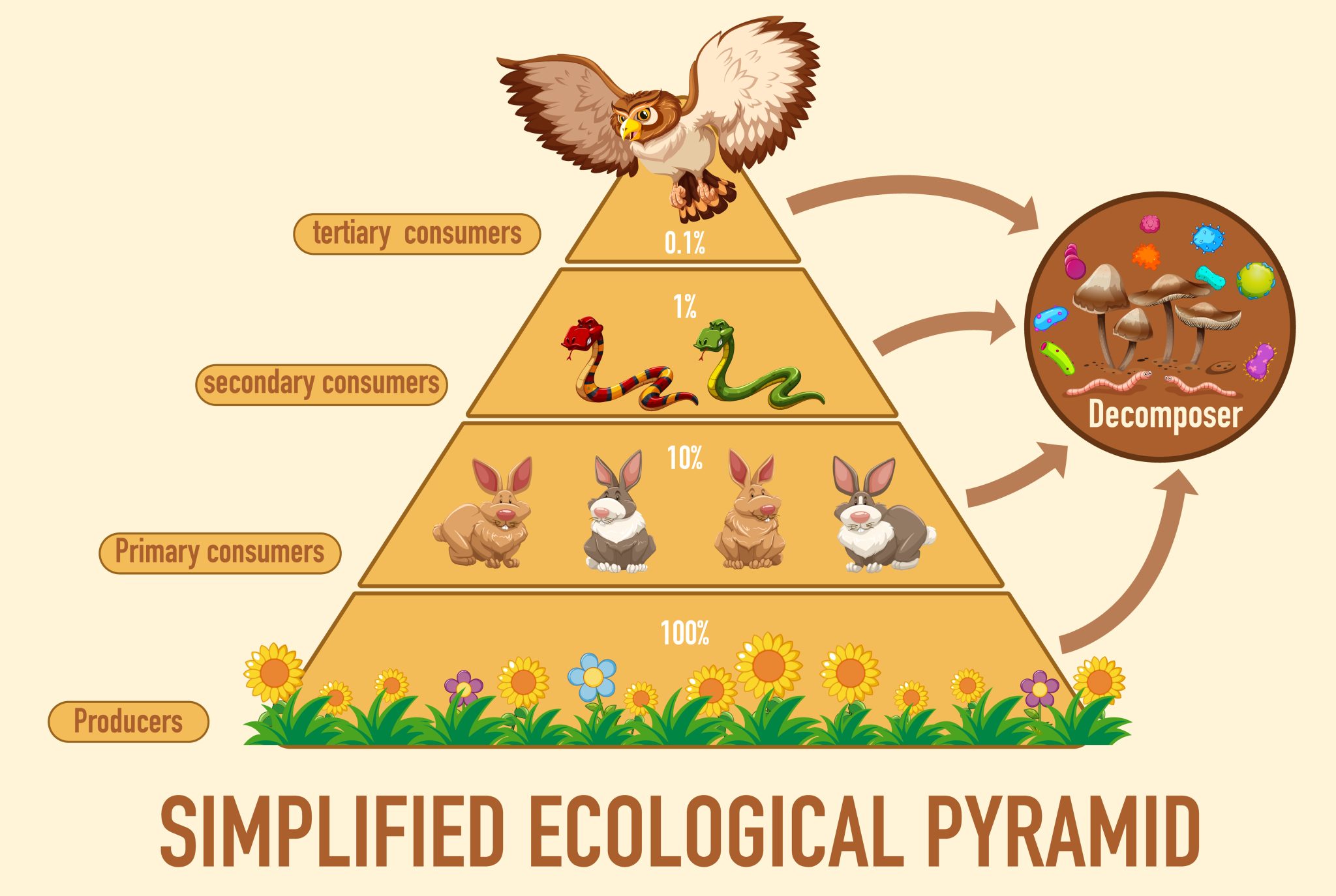 Ecology 101: Unpacking The Animal Food Pyramid - Viral Rang